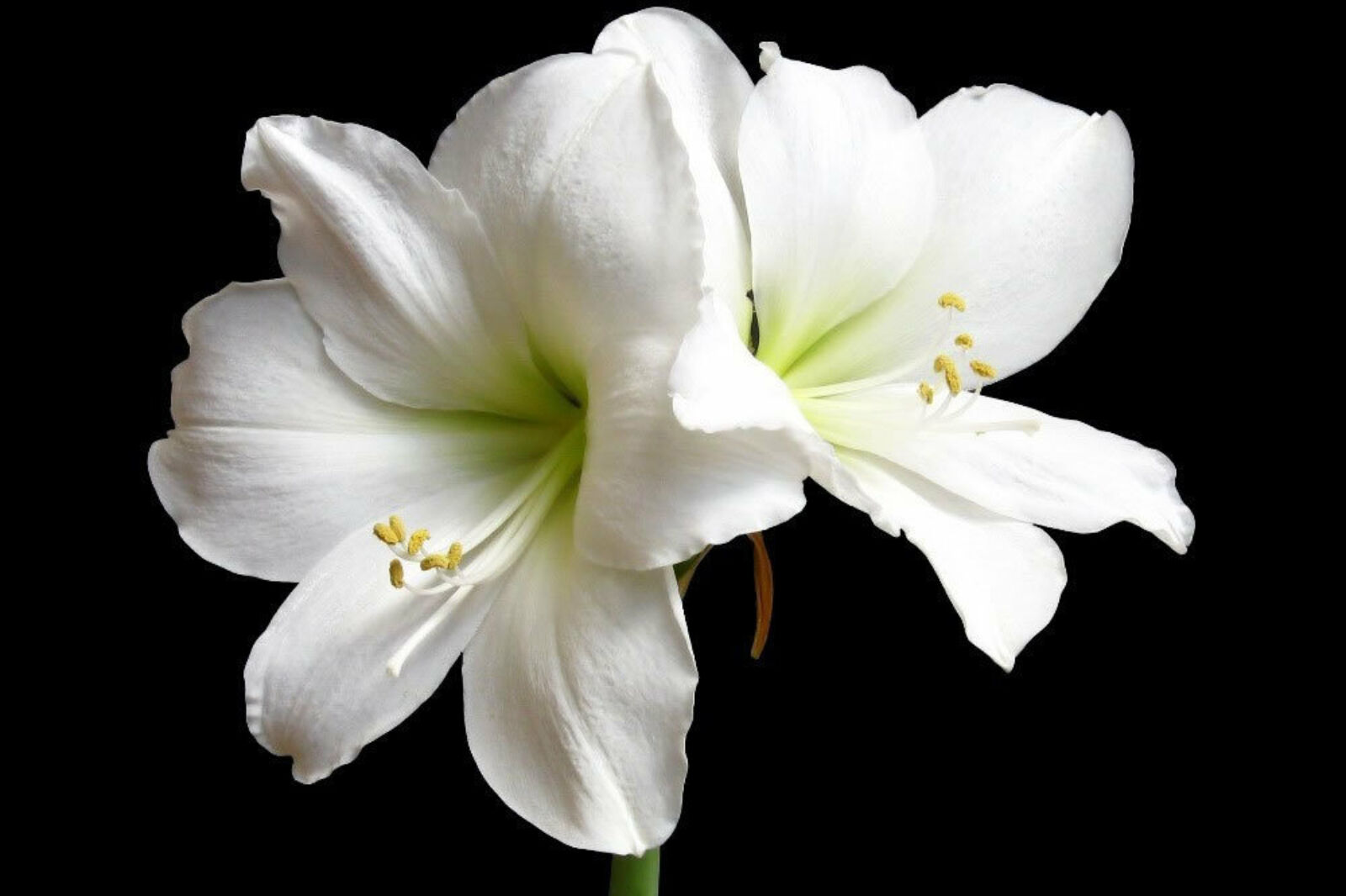 In memoriam: Sander Vos | KHN