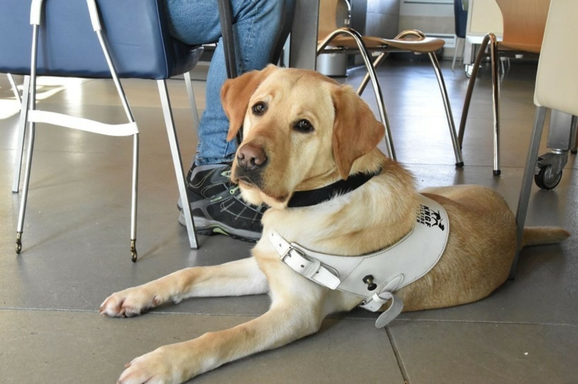 KHN | Hoe herken ik een assistentiehond?